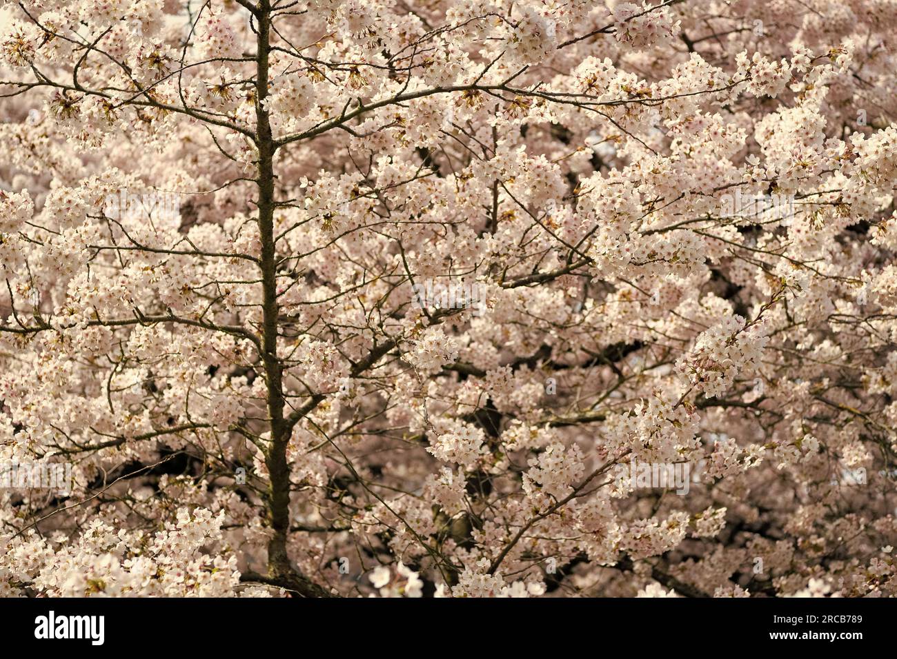 sakura tree flower blooming nature background in spring Stock Photo - Alamy