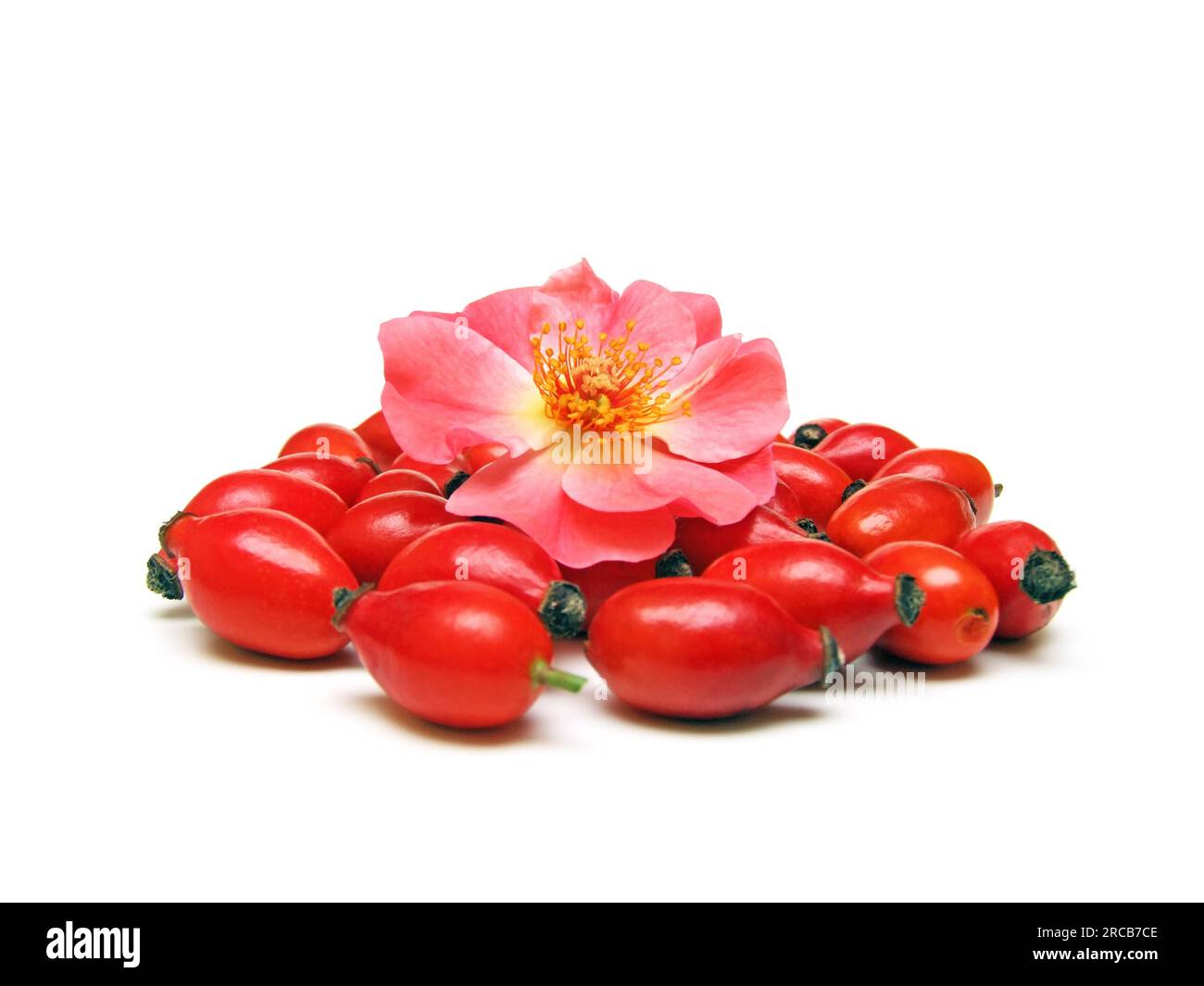Oat rose hi-res stock photography and images - Alamy