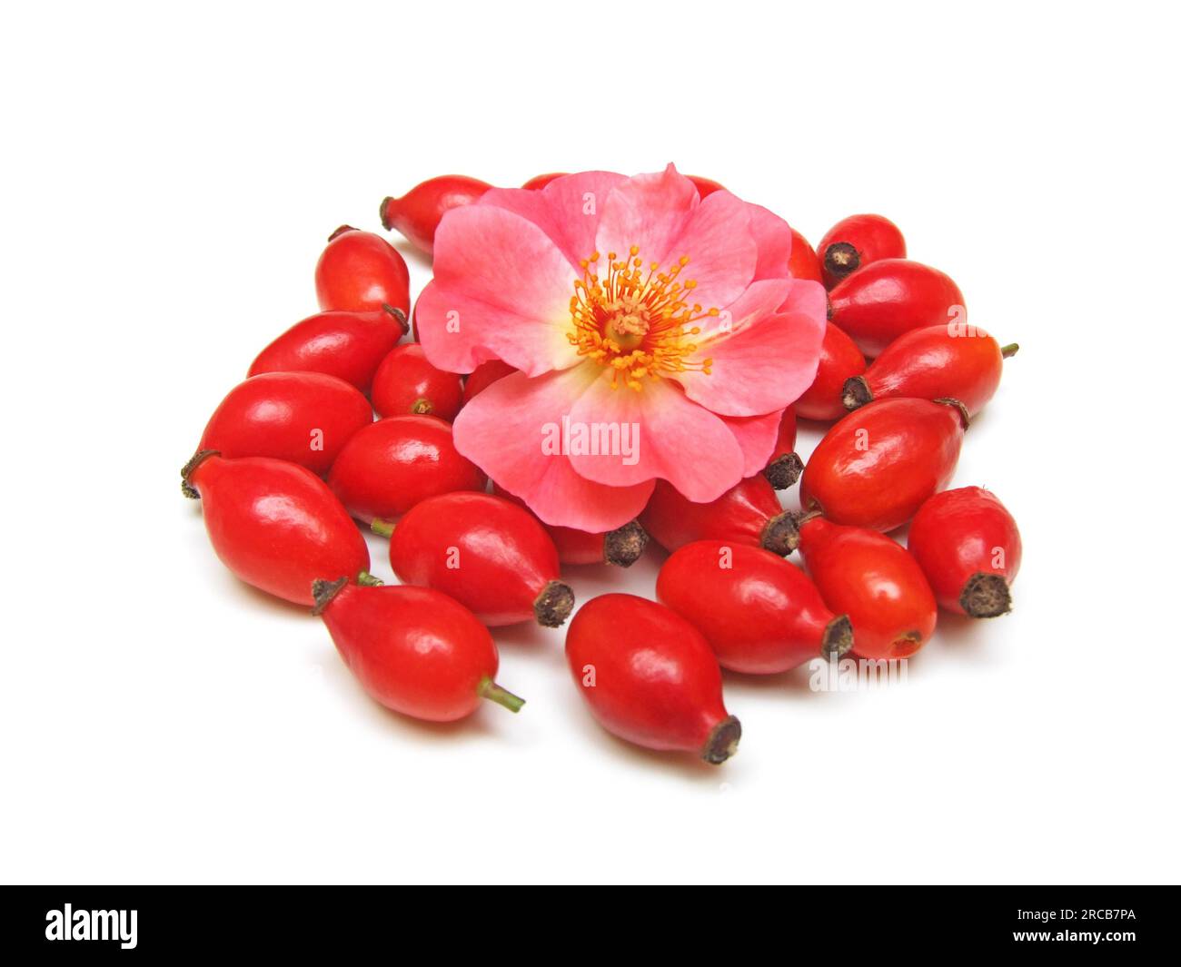 Oats rose hi-res stock photography and images - Alamy
