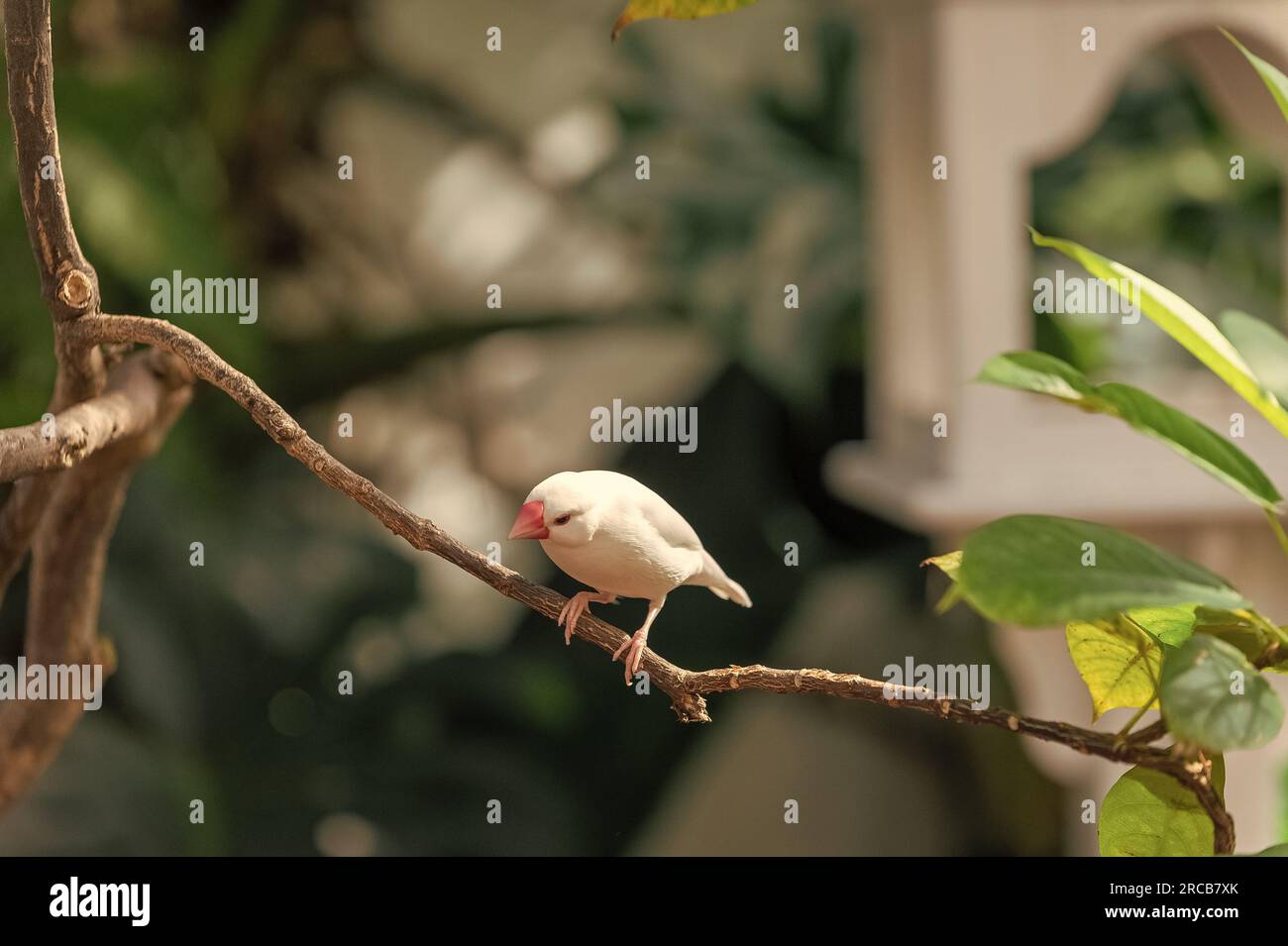 finch bird with white feather on branch. exotic finch bird has red beak ...
