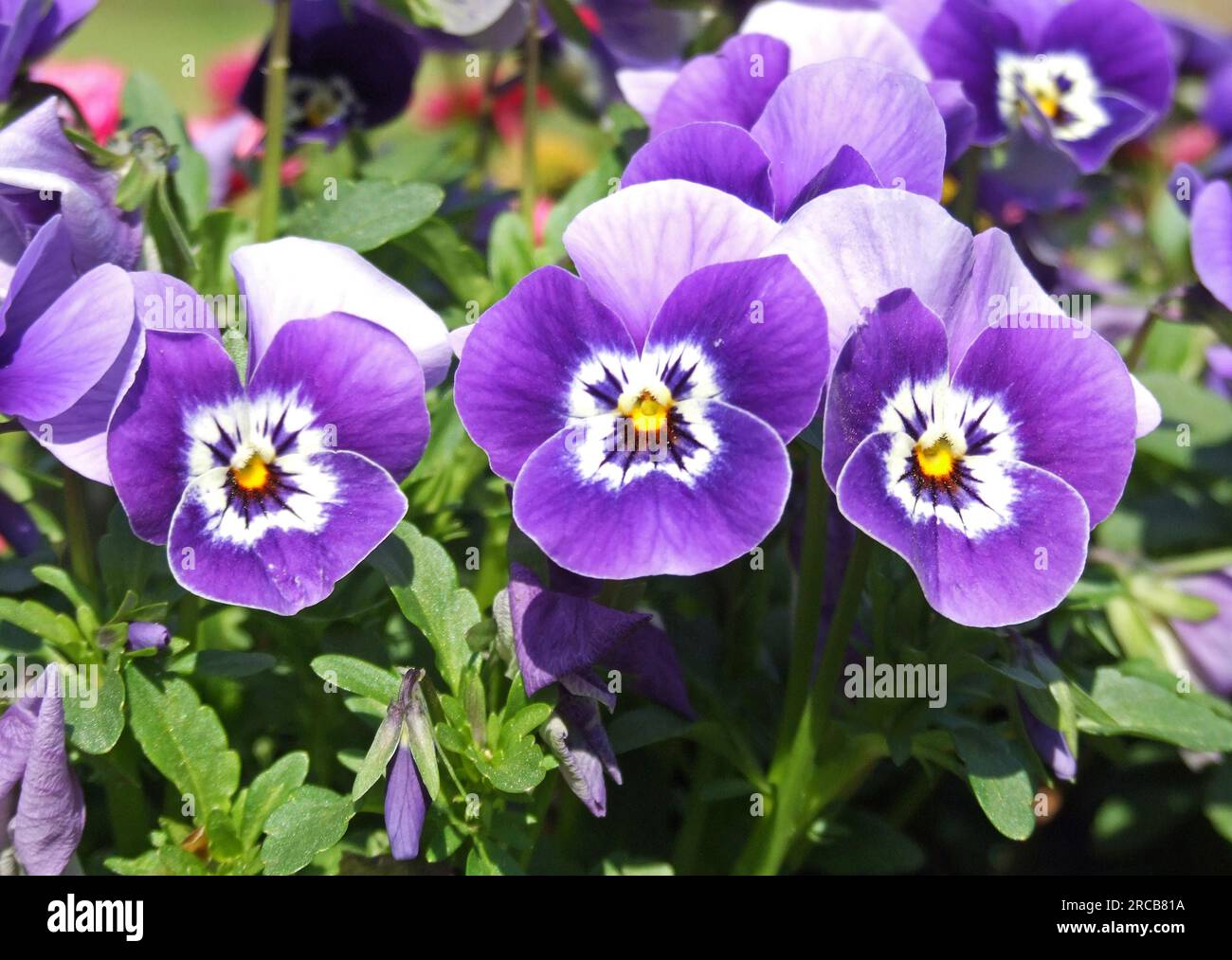 Three horned hi-res stock photography and images - Alamy