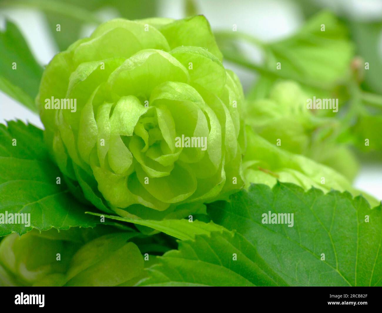 Hop leaf hi-res stock photography and images - Alamy