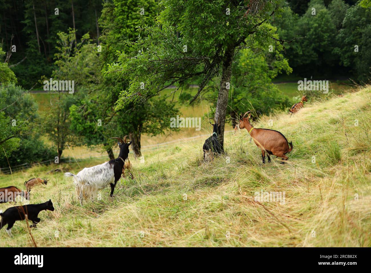 Austria goats hi-res stock photography and images - Alamy