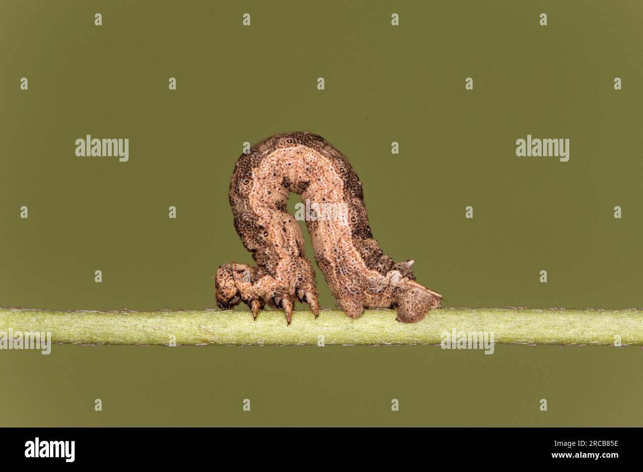 Butterfly and moth caterpillars hi-res stock photography and images - Alamy