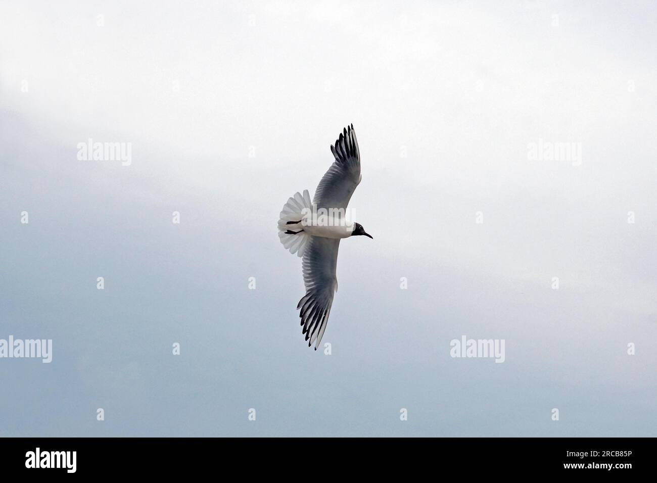 Crow protection hi-res stock photography and images - Alamy