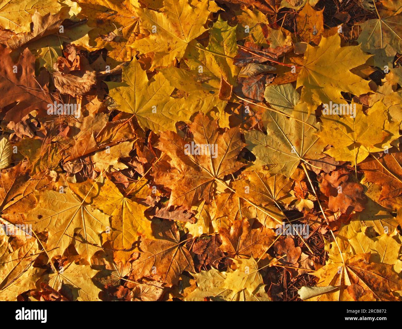 Shot lonely autumn maple leaf hi-res stock photography and images - Alamy