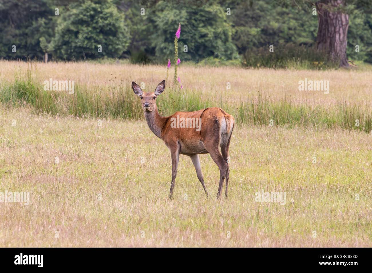 Red Deer at Margam Park, Port Talbot, Wales Stock Photo - Alamy