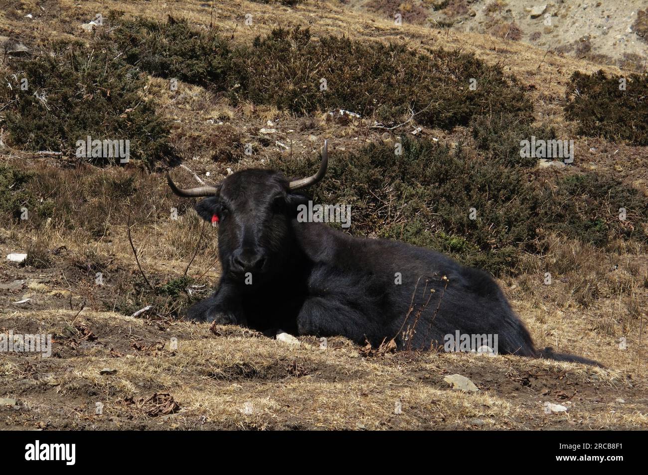 Lying black yak Stock Photo - Alamy
