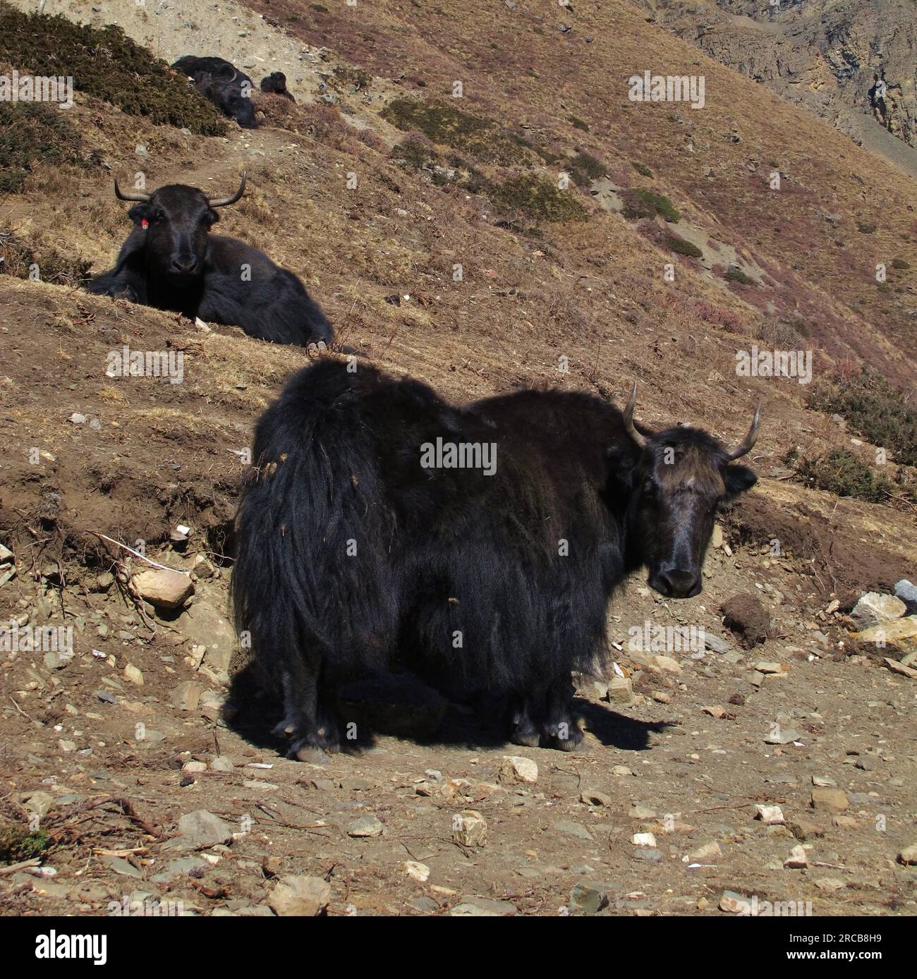 Two black yaks Stock Photo - Alamy