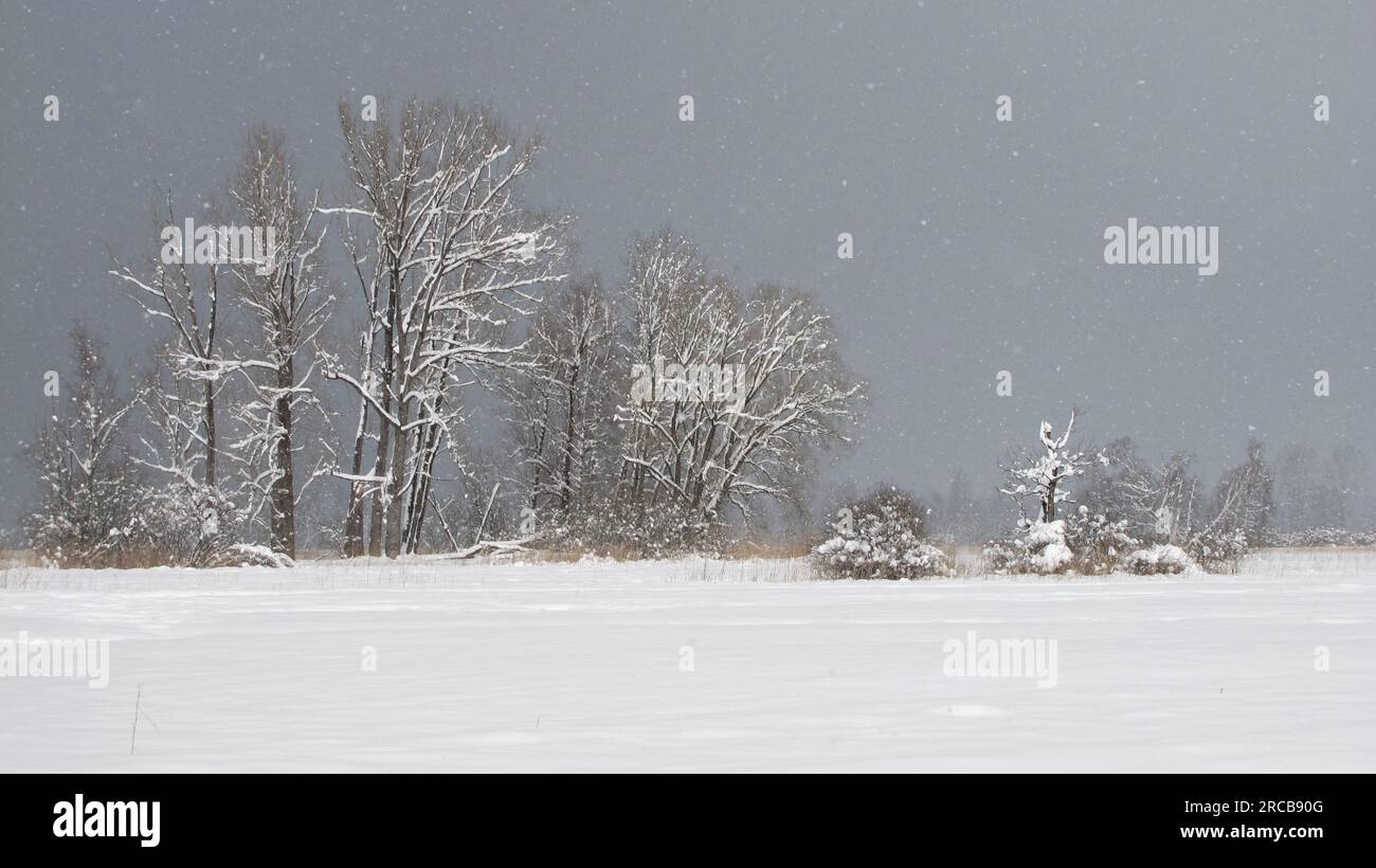 Christmas winter landscape blizzard snowfall hi-res stock photography ...
