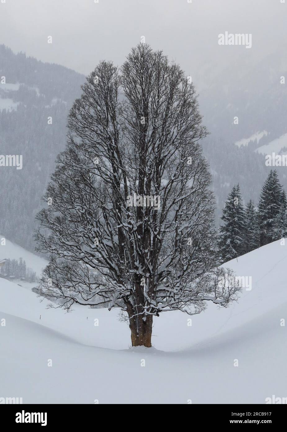 Old maple tree hi-res stock photography and images - Alamy