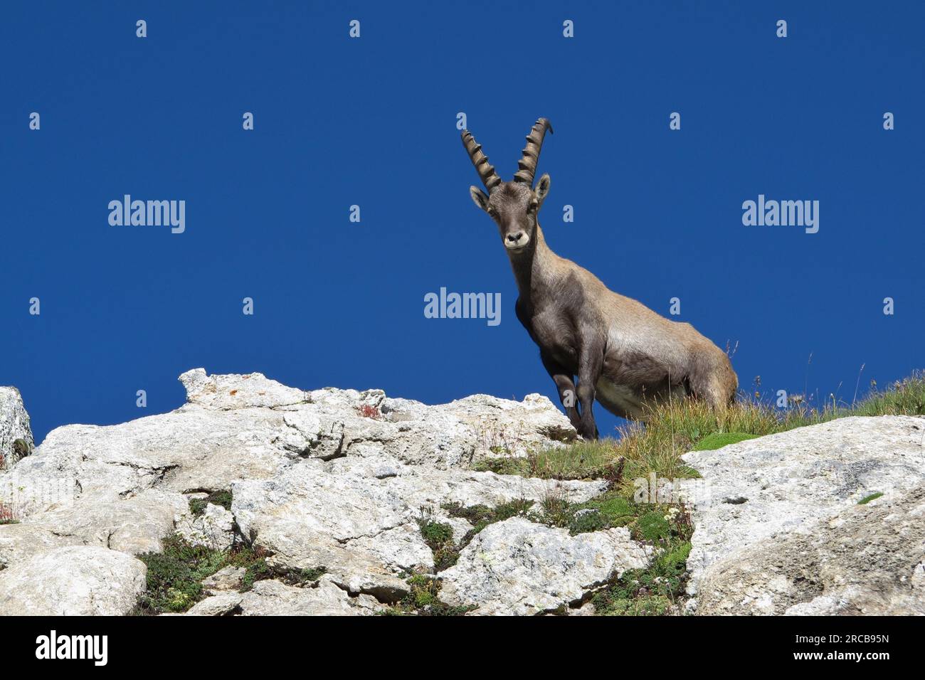 Young male alpine ibex looking down Stock Photo - Alamy