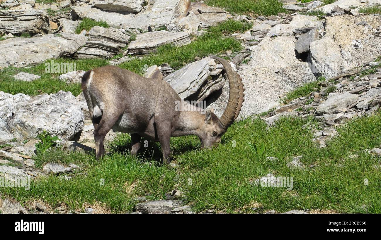 Alpine ibex grazing hi-res stock photography and images - Alamy
