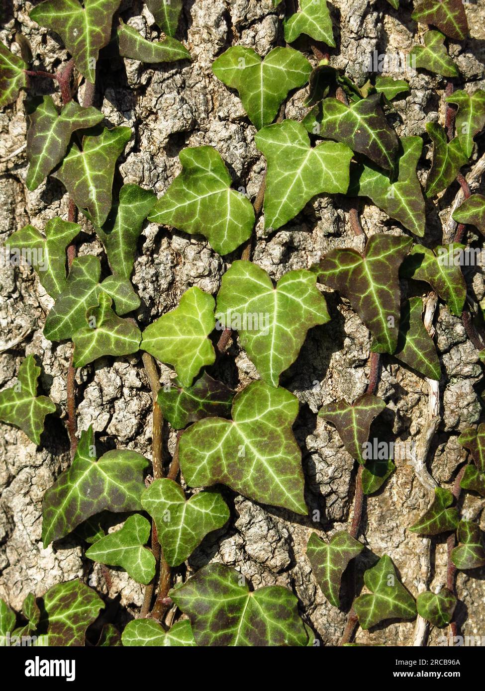 Common ivy on an old tree hi-res stock photography and images - Alamy