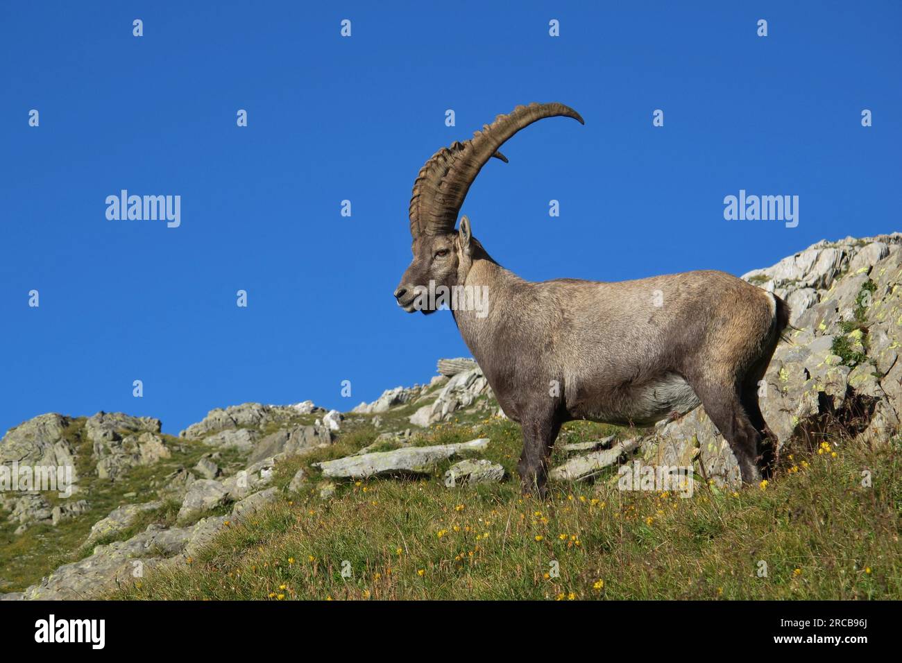 Standing male alpine ibex with big horns Stock Photo - Alamy
