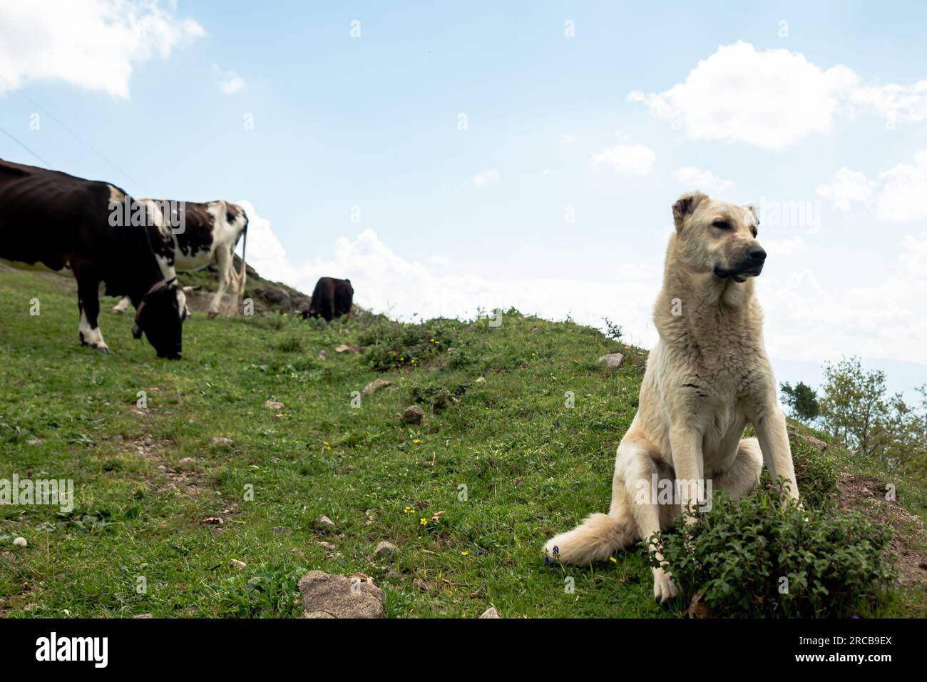 shepherd dog ensures the safety of the herd , Grazing cows under the ...