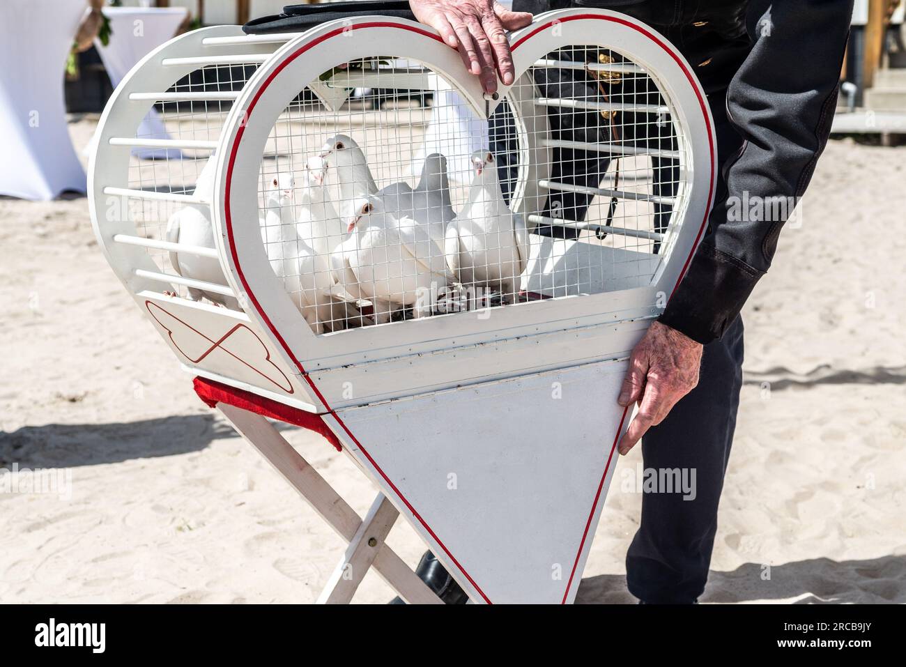 wedding releasing white doves on a sunny day in a cage Stock Photo - Alamy