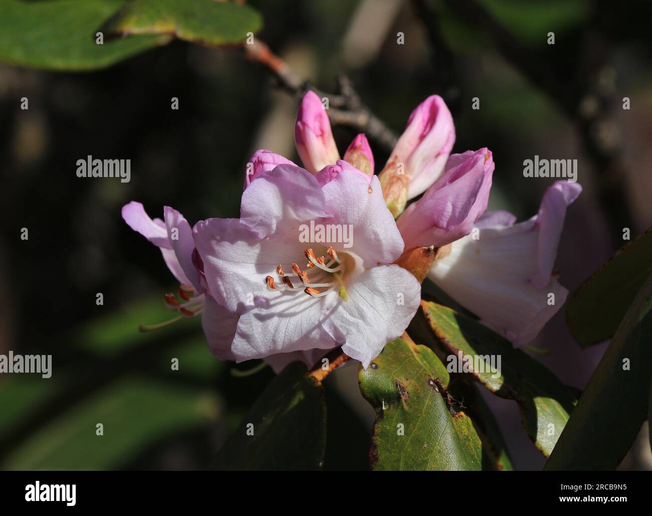 Rhododendron flower mountains hi-res stock photography and images - Alamy