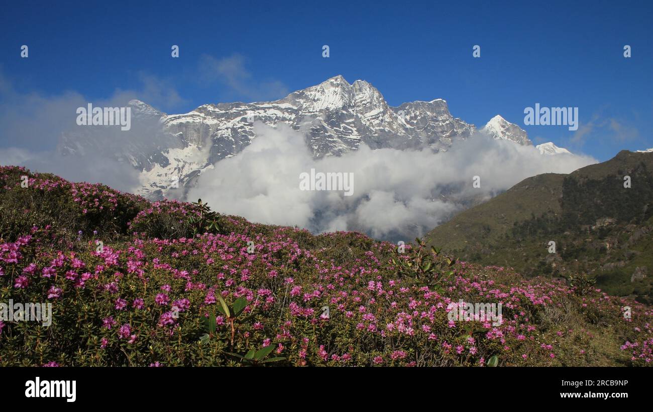 Pink spring flowers and snow capped Kongde Ri Stock Photo - Alamy