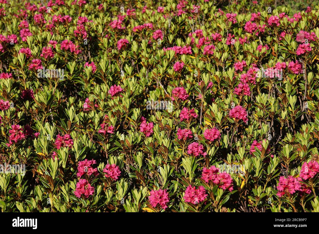 Alpine rose switzerland hi-res stock photography and images - Alamy