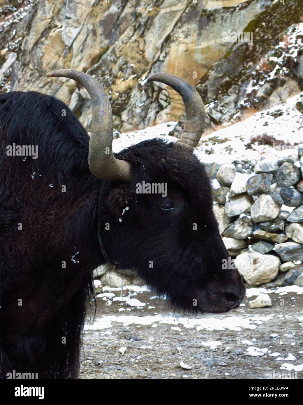 Black capped head hi-res stock photography and images - Alamy