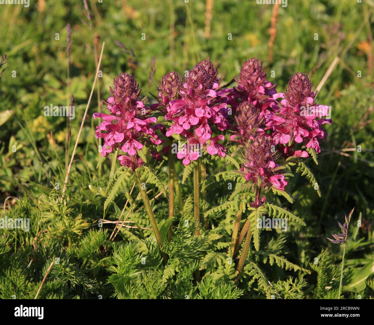 Rare experience hi-res stock photography and images - Alamy