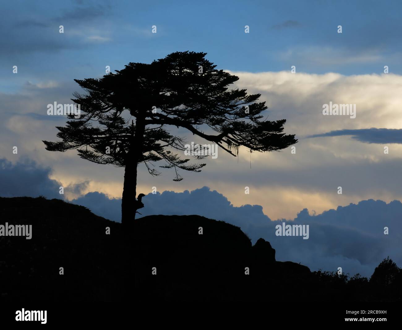 Wind blown tree and dramatic sky Stock Photo - Alamy