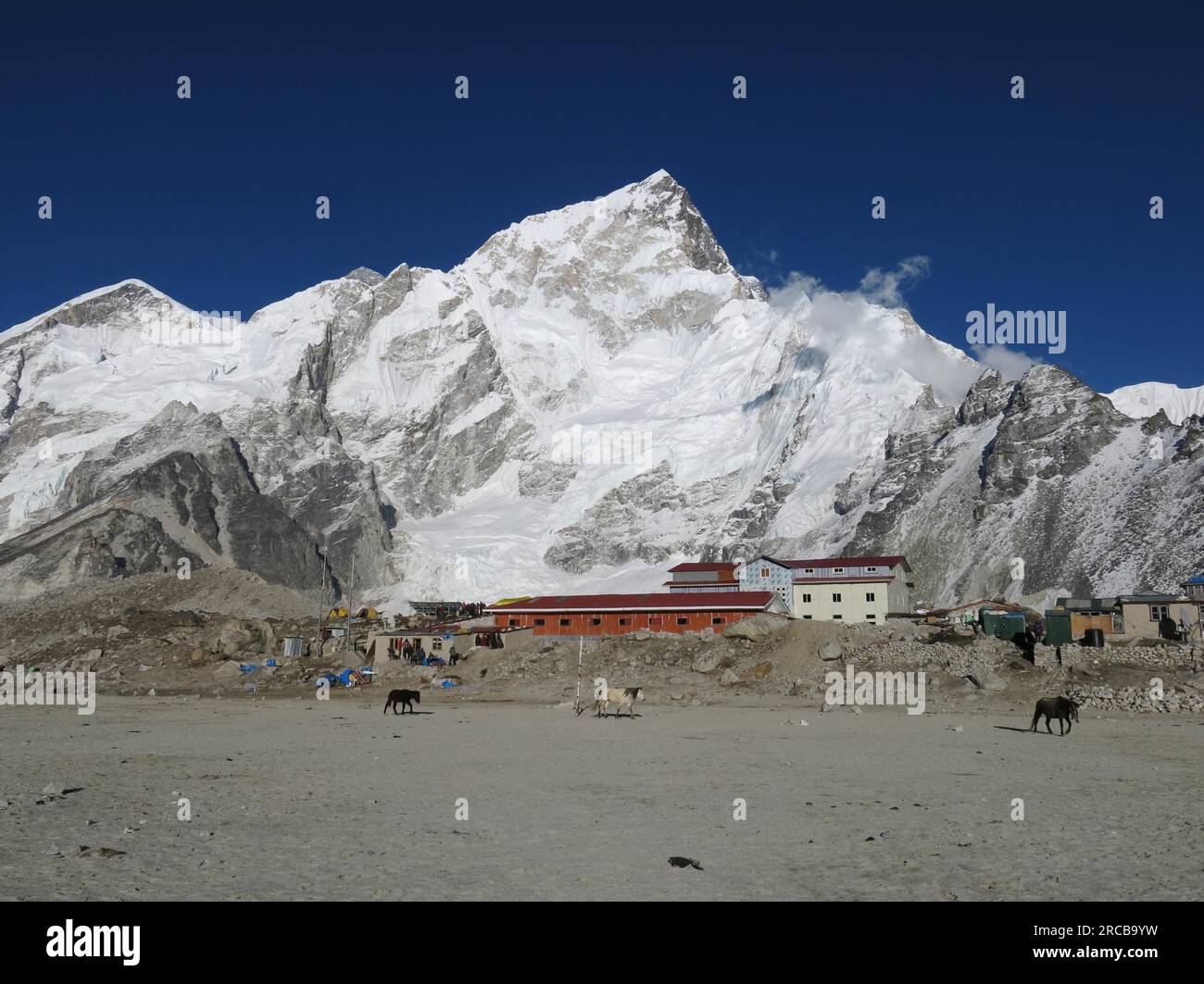 Gorak horse hi-res stock photography and images - Alamy