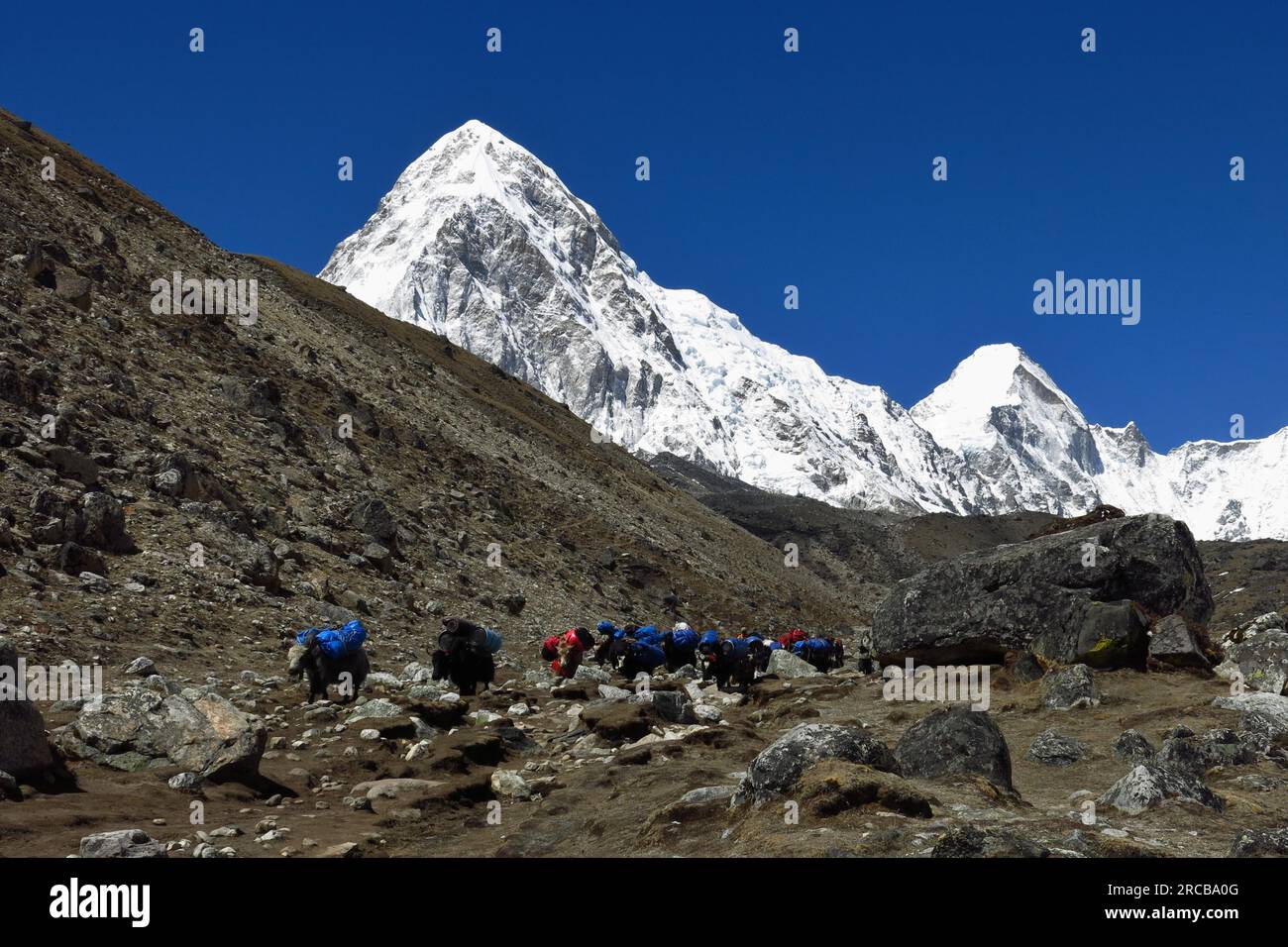 Yak snow caravan hi-res stock photography and images - Alamy