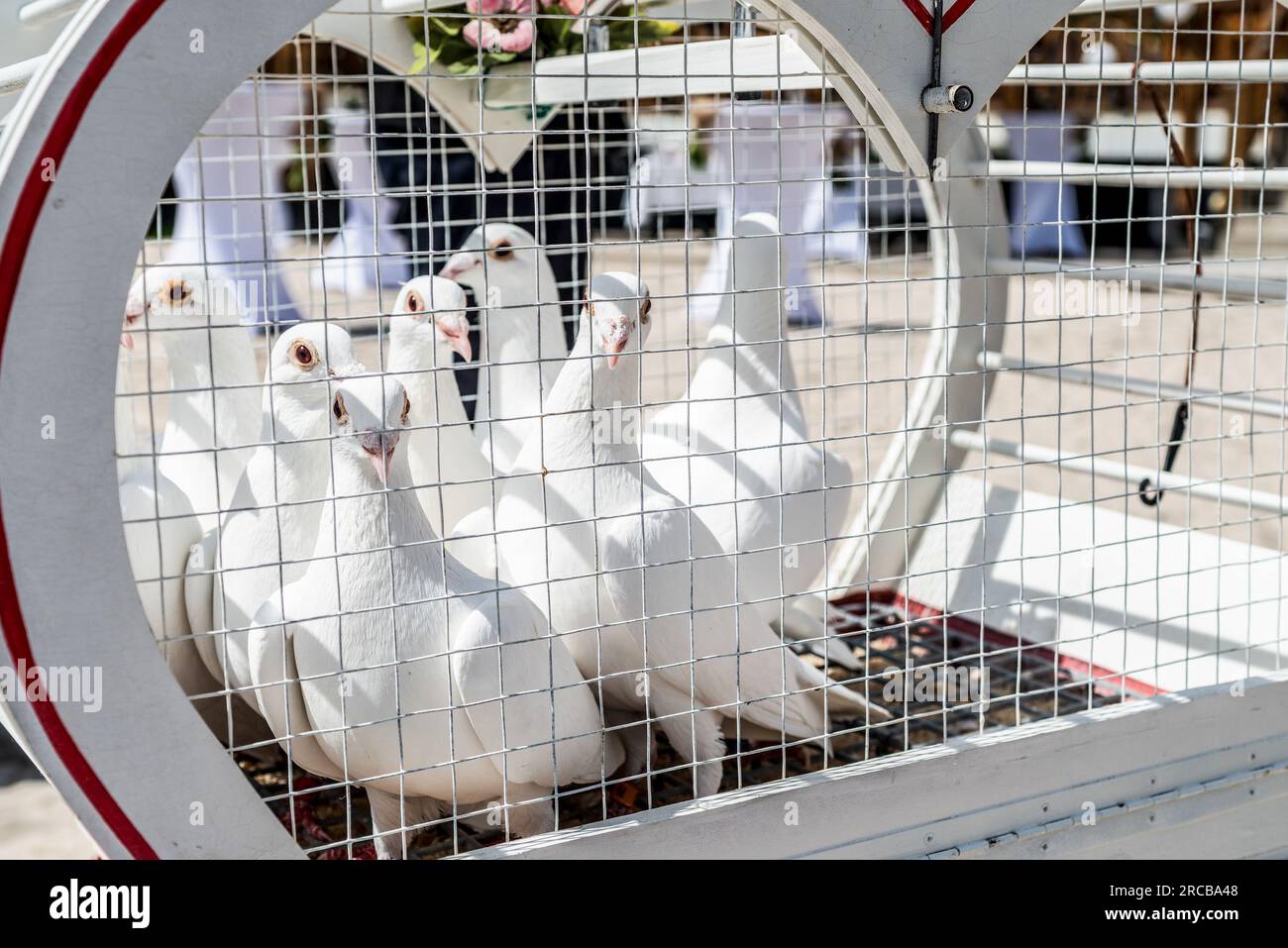 Happy woman releasing white dove hi-res stock photography and images ...