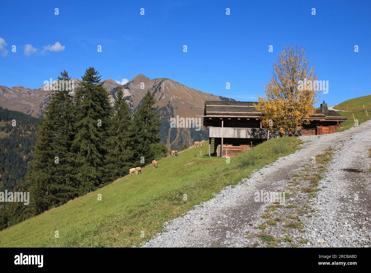 Rural autumn scene near Gstaad Stock Photo - Alamy