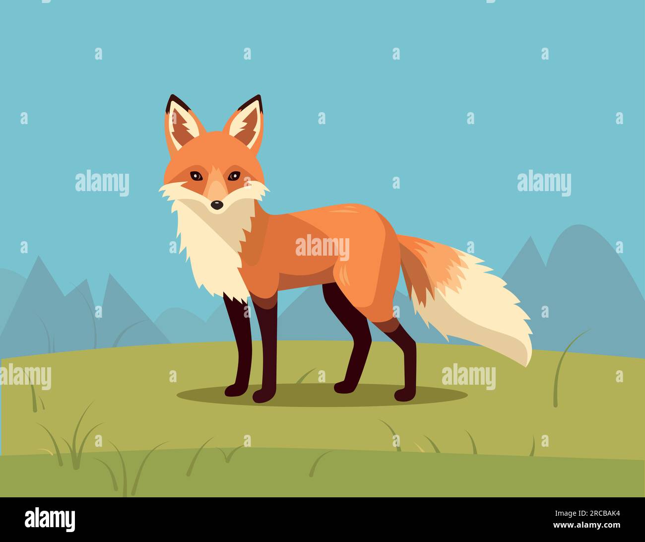 Standing fox isolated on nature. Body side view, head in full face ...