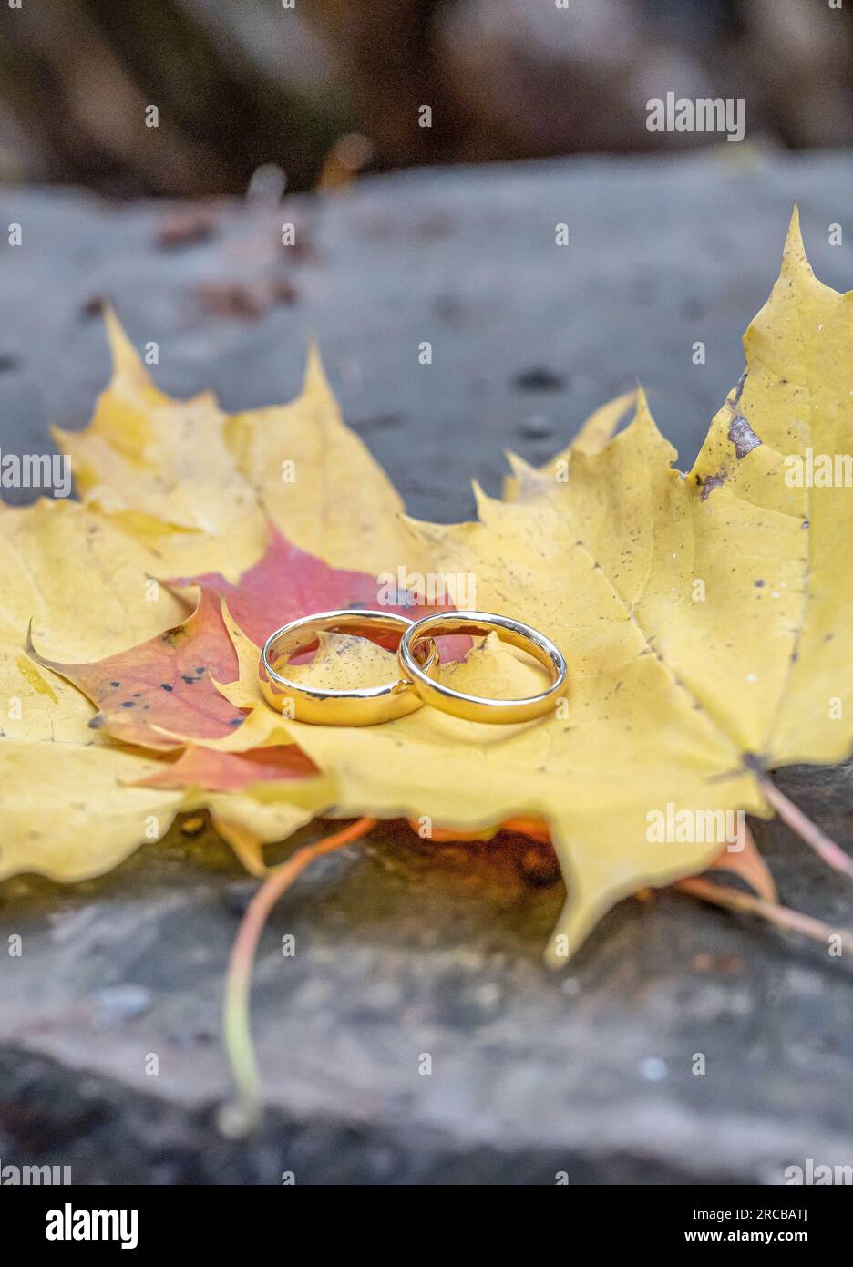 Gold wedding rings fall on hi-res stock photography and images - Alamy