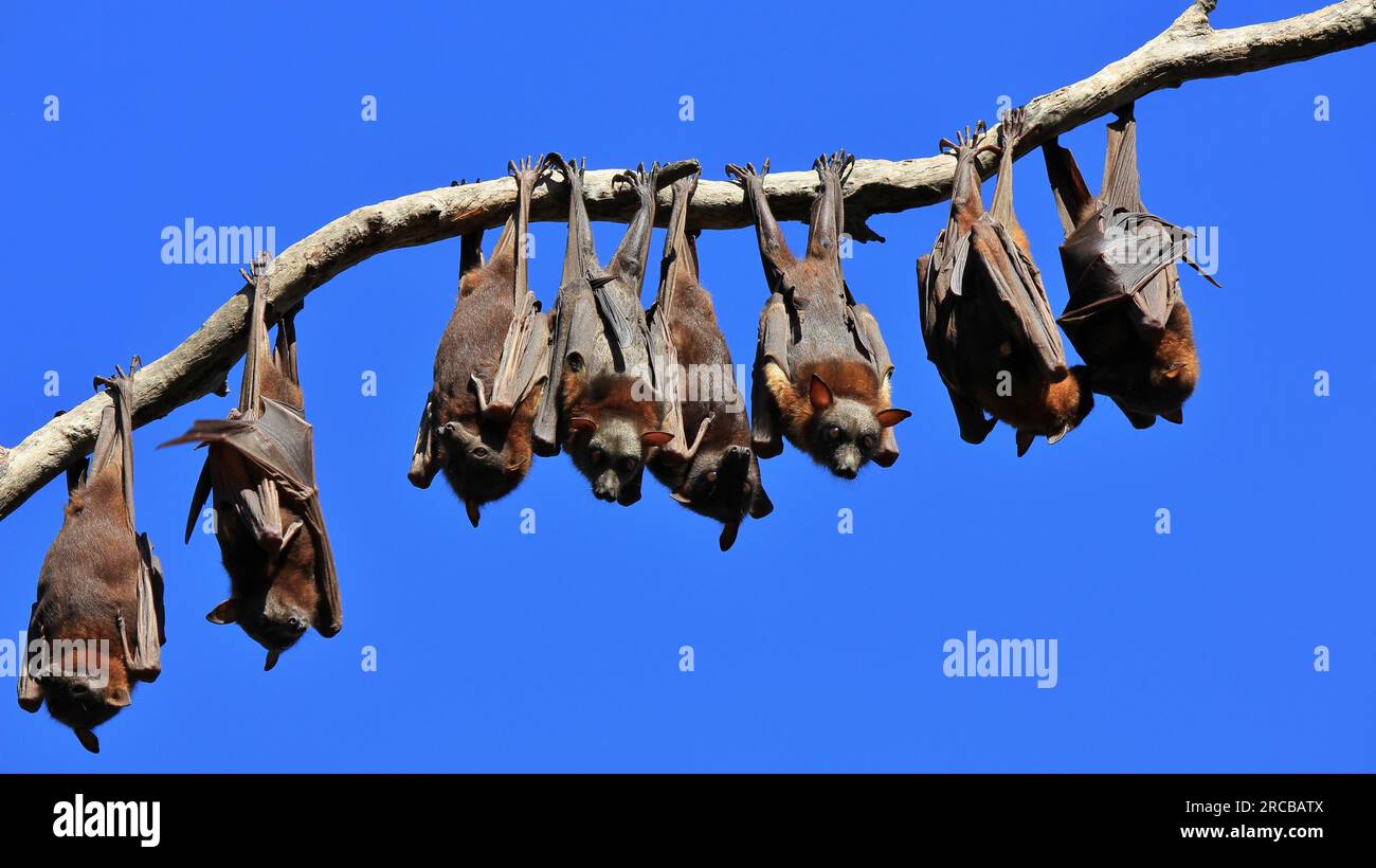 Fruit bats, also named flying foxes. Wild animals living in Australia ...