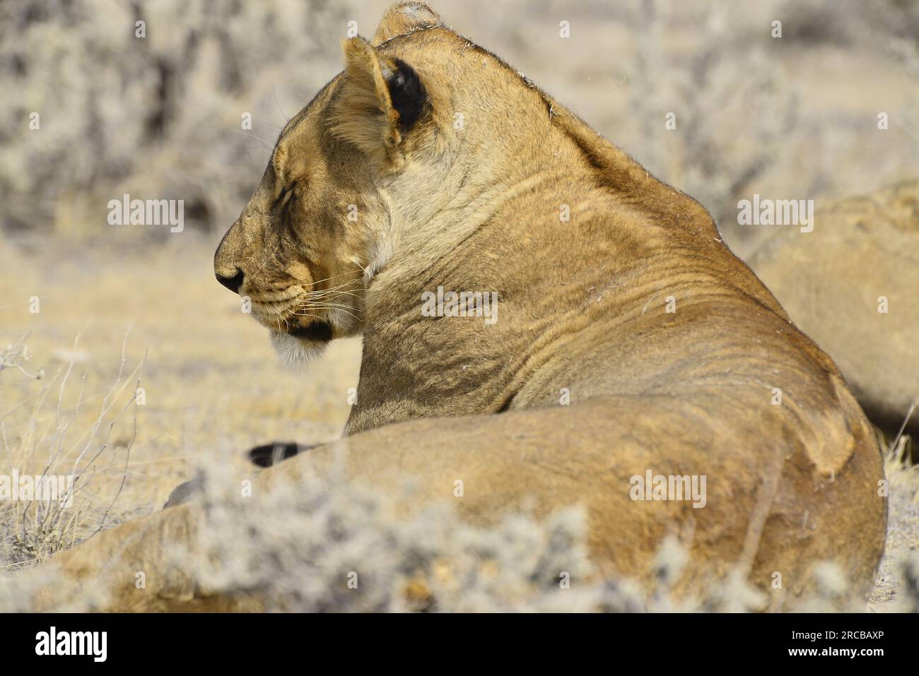 Lioness africa wildlife namibia hi-res stock photography and images - Alamy
