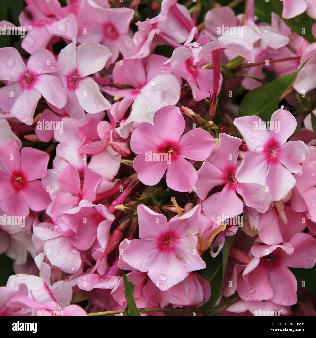 Azalea pink hi-res stock photography and images - Alamy