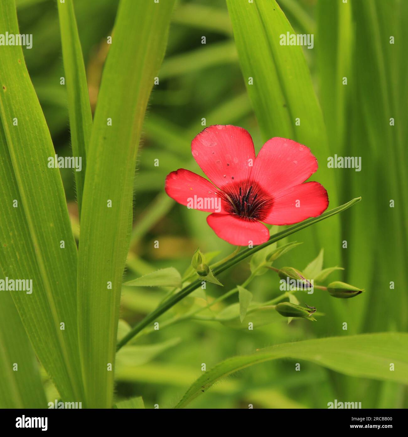 Flax leaves hi-res stock photography and images - Alamy