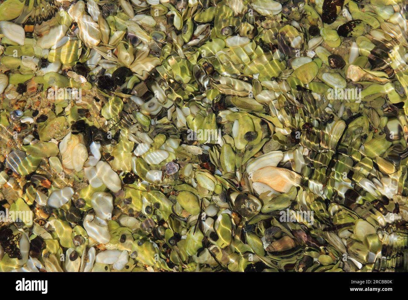 Colorful shells hi-res stock photography and images - Alamy