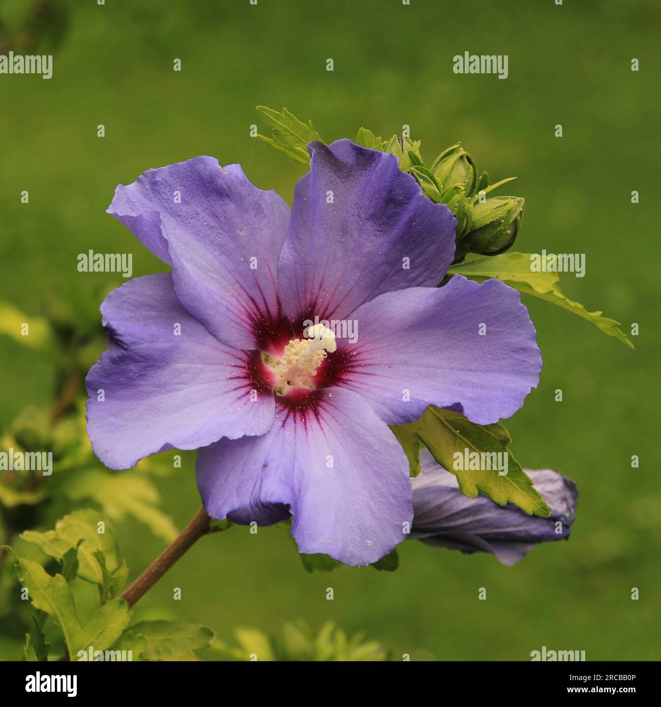 Purple Hibiscus Flower Bouquets