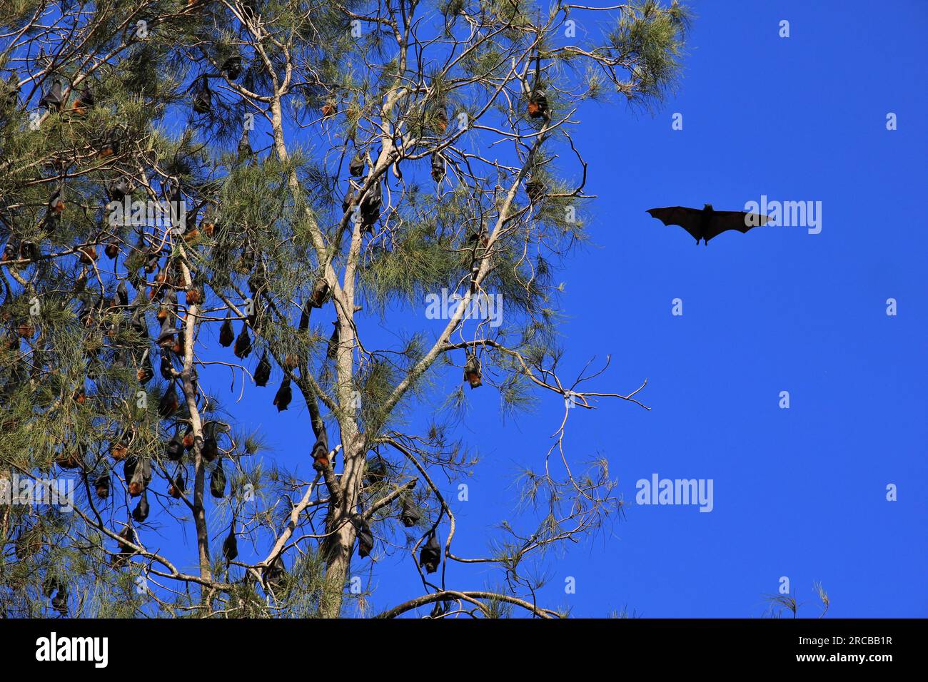 Fruit bats hanging in a tree. Wild animals living in Australia Stock ...