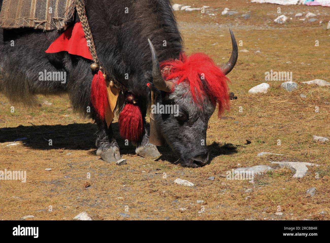 Red decorated yak photographed in Gokyo, Nepal Stock Photo - Alamy