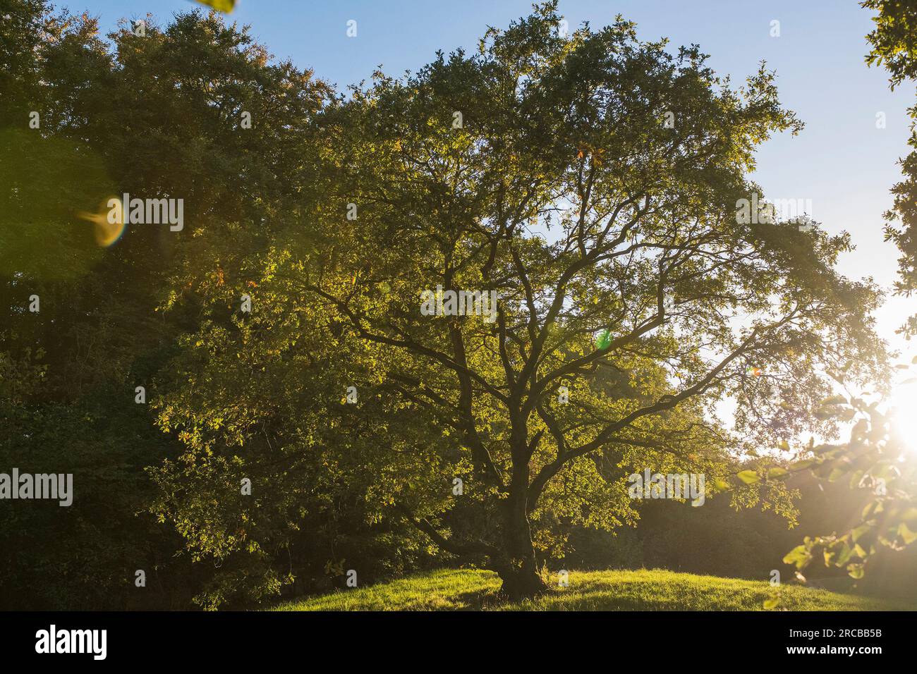 Sessile Oak (Quercus petraea) tree on an open place in a forest in back ...
