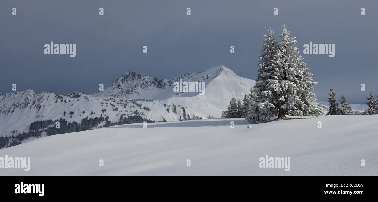 Winter landscape in Gstaad, Swiss Alps. Snow covered fir. Mountains Mt ...