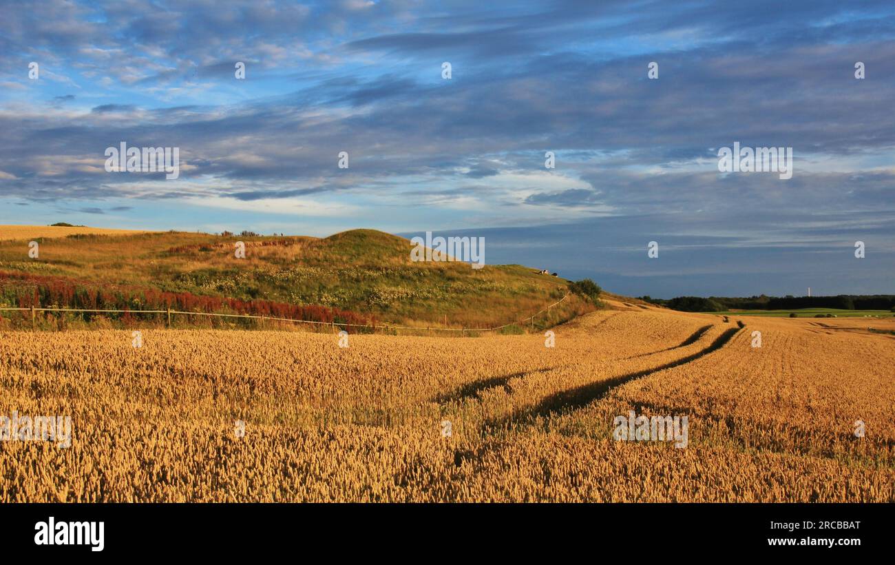 Danish wheat field hi-res stock photography and images - Alamy