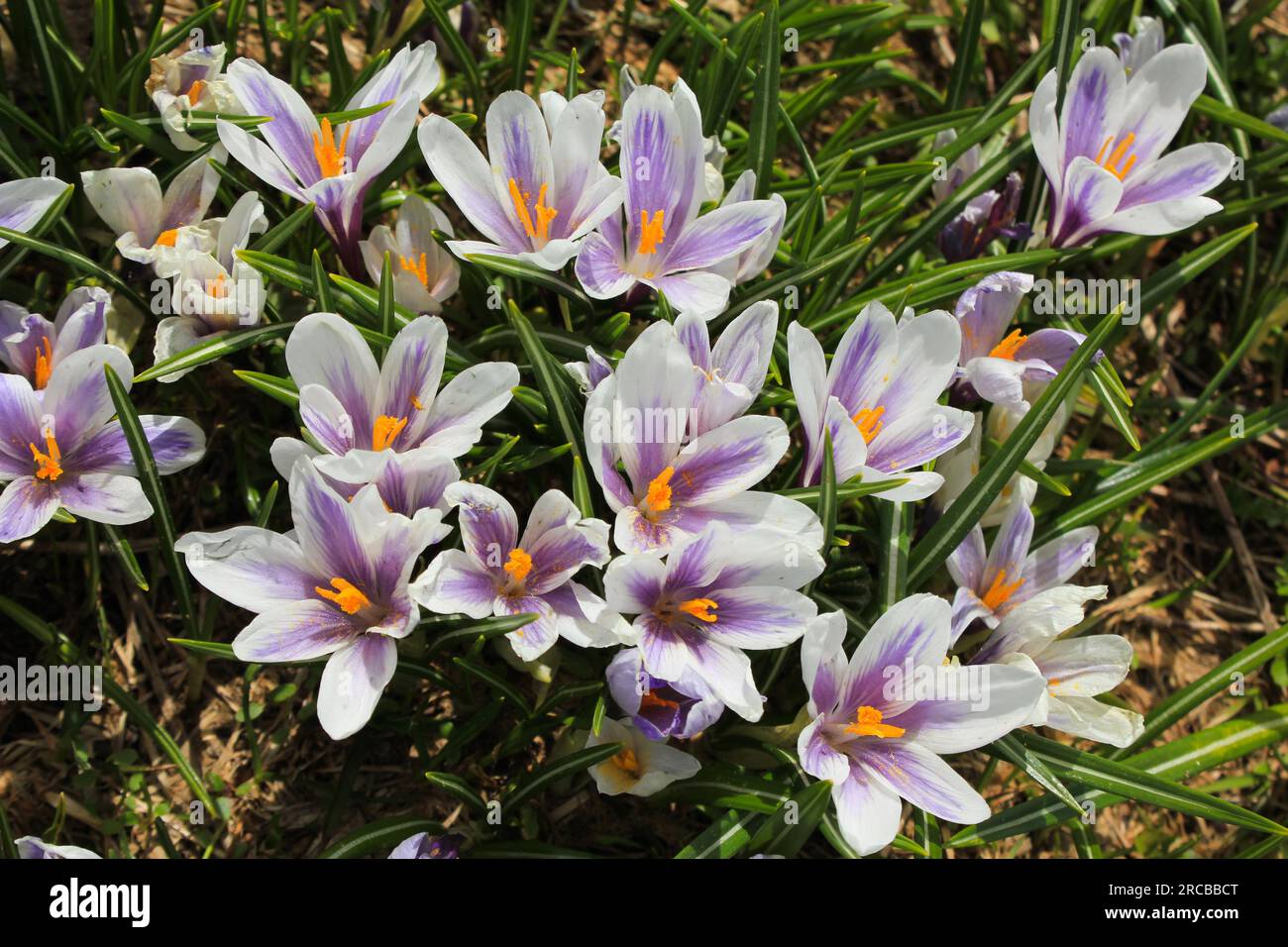 Swiss alps spring flowers hi-res stock photography and images - Alamy