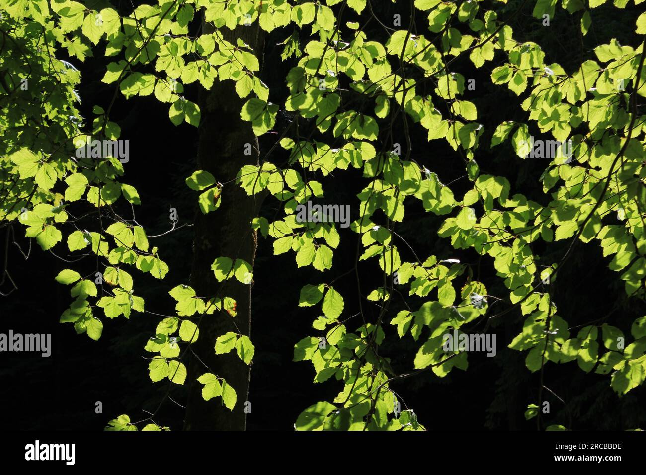 Beech tree in early summer hi-res stock photography and images - Alamy
