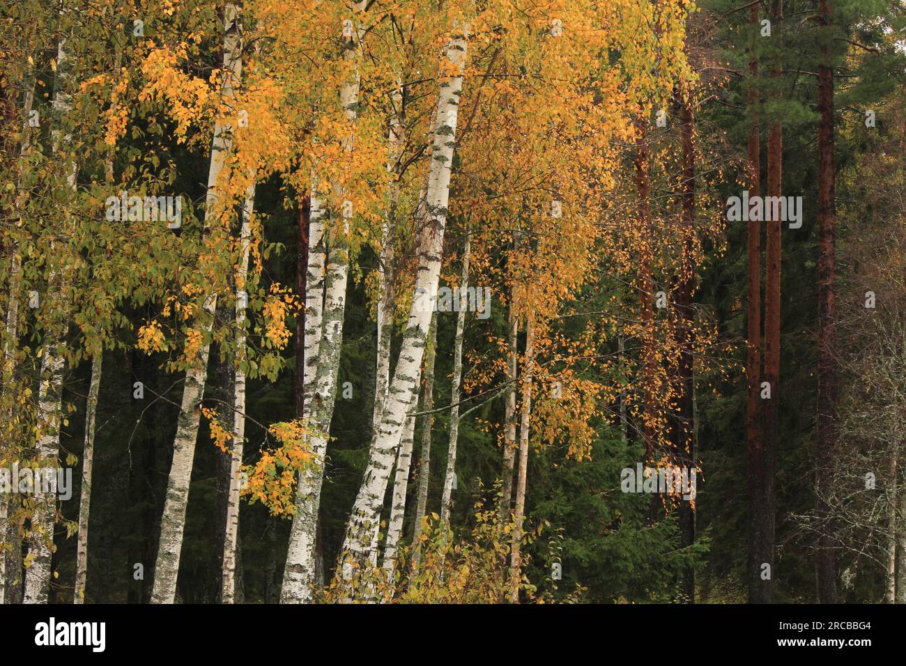 Golden birch hi-res stock photography and images - Alamy