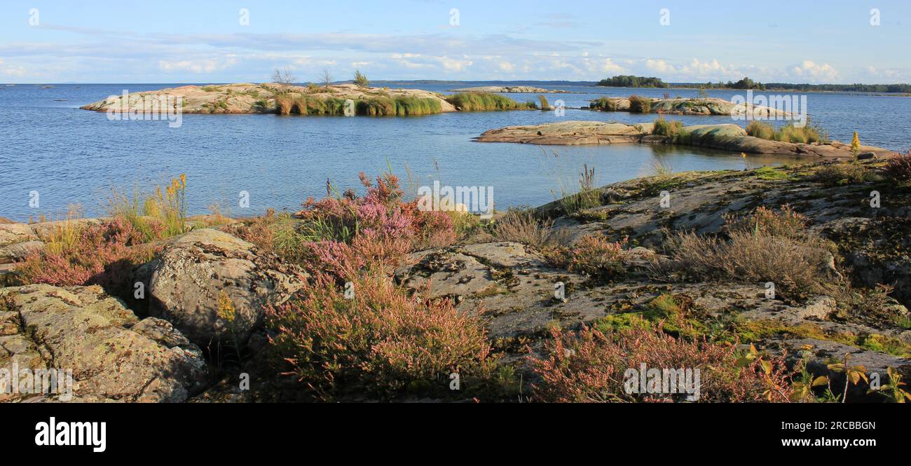 Erica flowers growing on rock formations at the shore of Lake Vanern ...