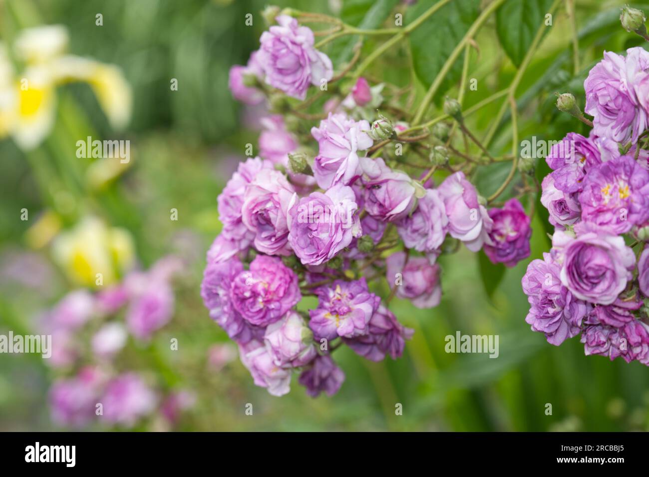 Purple summer multiflora rambling roses Rosa Rose-Marie Viaud in UK ...