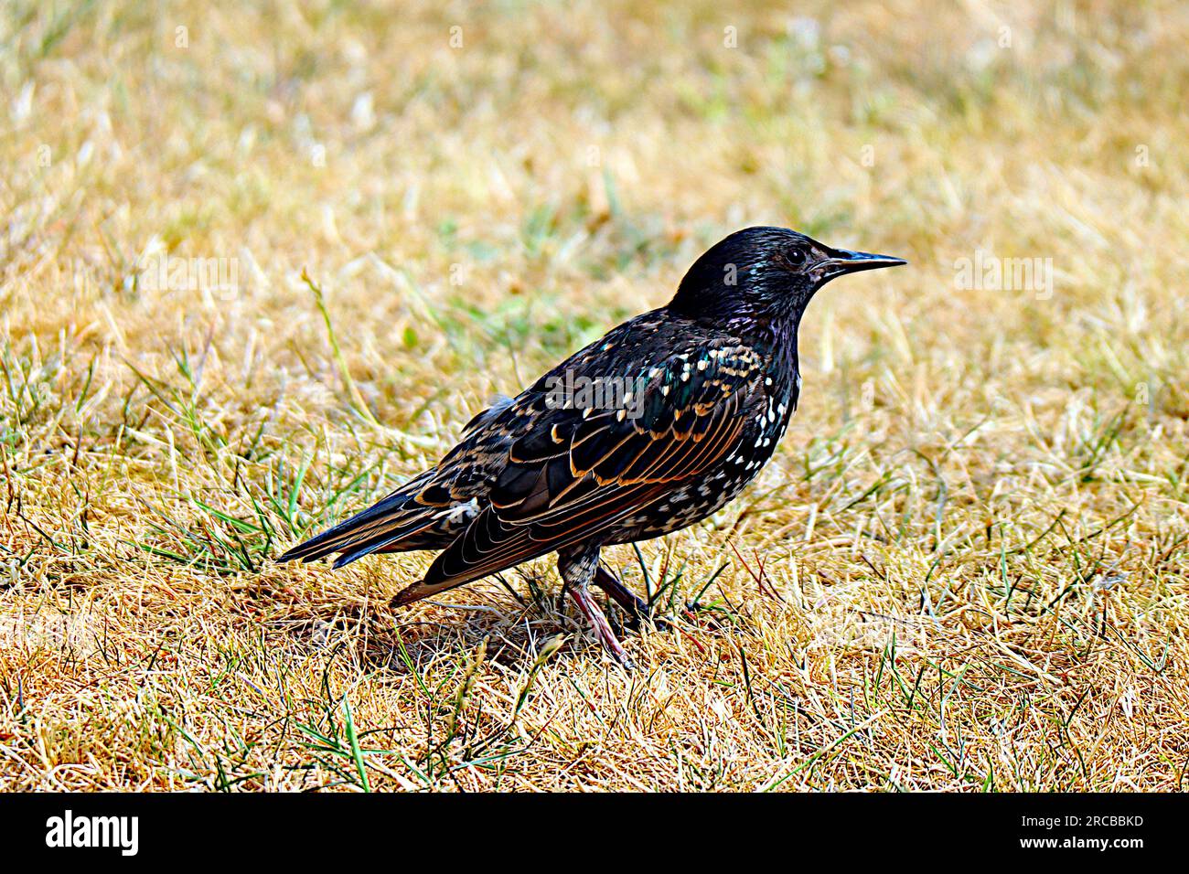A starling bird standing side on. Black with black beak and white and ...